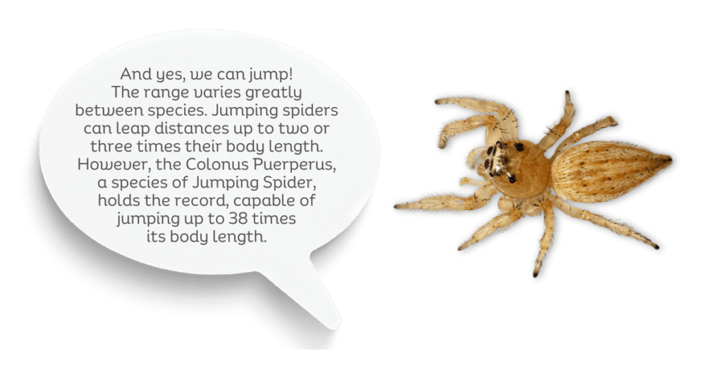 How Long Do Jumping Spiders Live? 2024 Research | Spider Knowledge