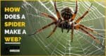 How Does a Spider Make a Web: The Science Behind Web Construction-2025
