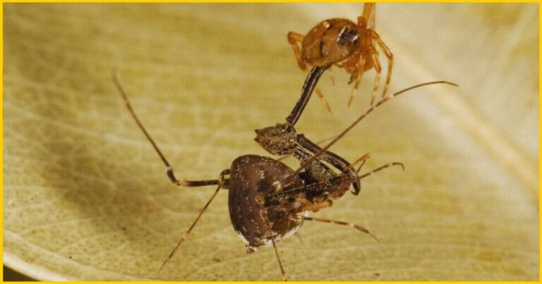 Know About Pelican Spider - Assassin Spider as You Know!