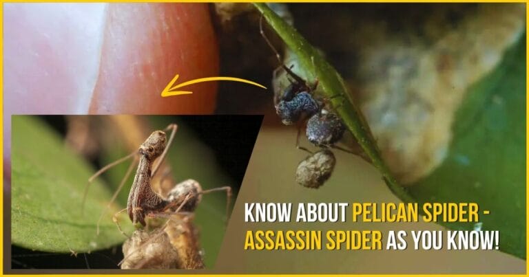 Know About Pelican Spider - Assassin Spider as You Know!