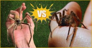 Huntsman Spider vs Wolf Spider: Full Comparison 2025 | Spider Knowledge